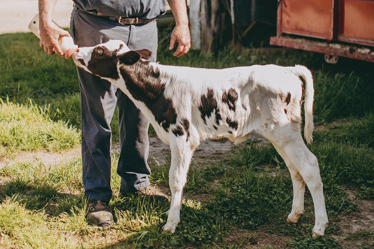 Milk: The Story Behind Delaware's State Beverage