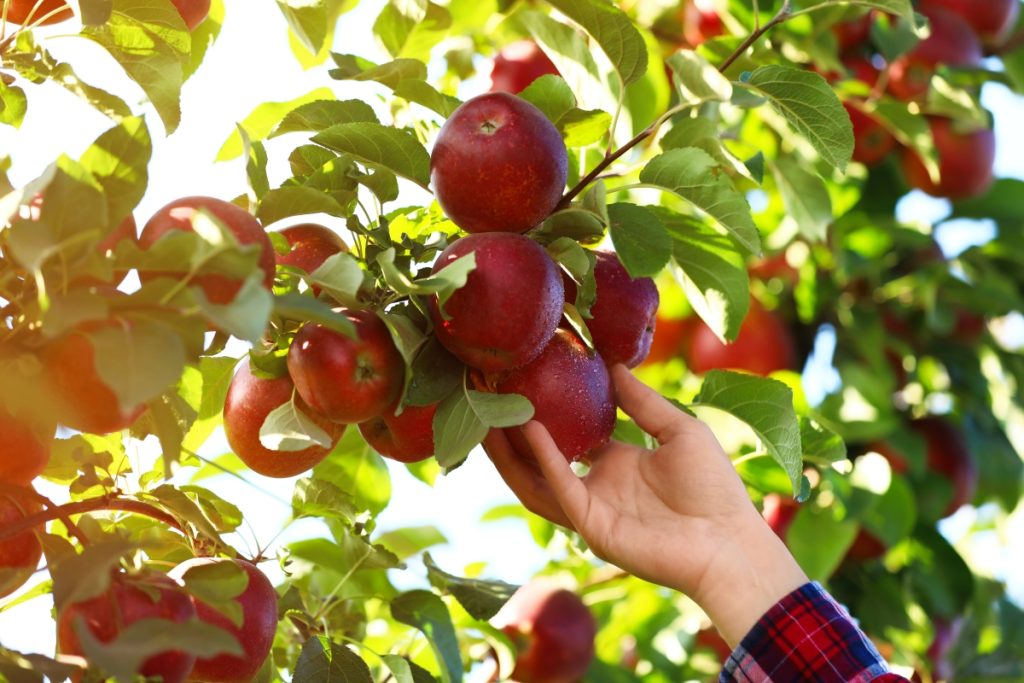 Pick Apples: Where to Go Apple Picking Around Delaware