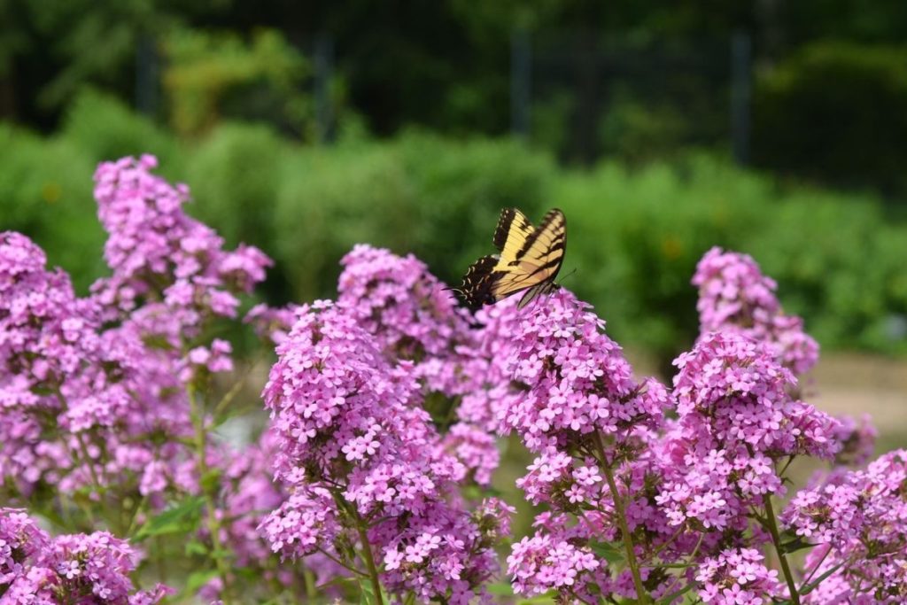5 Native Flowers Perfect for Your Delaware Garden