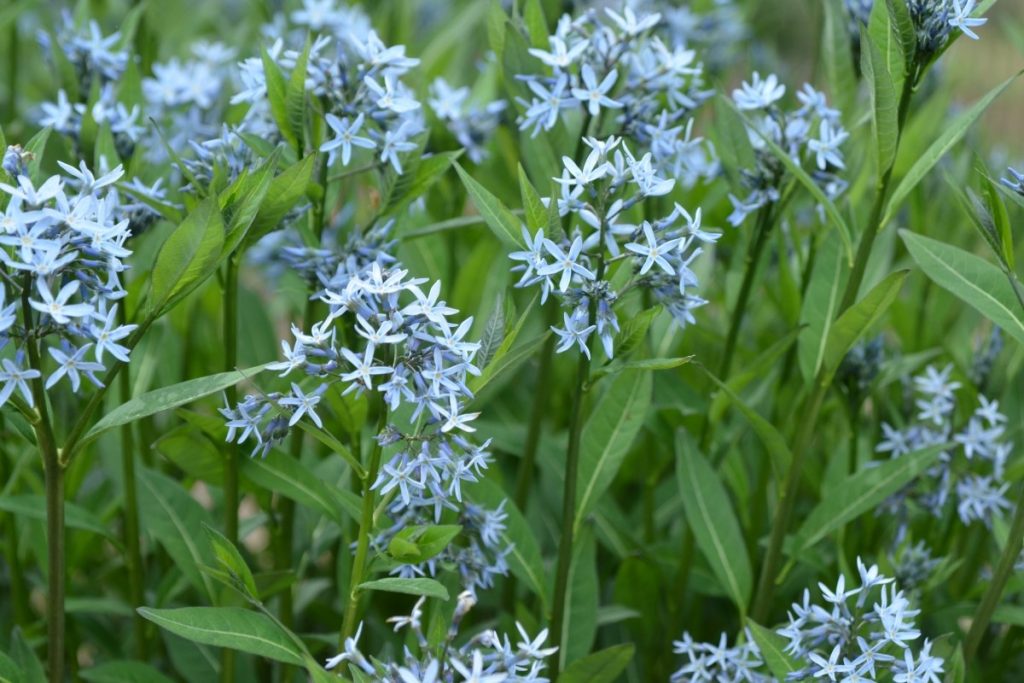 5 Native Flowers Perfect for Your Delaware Garden