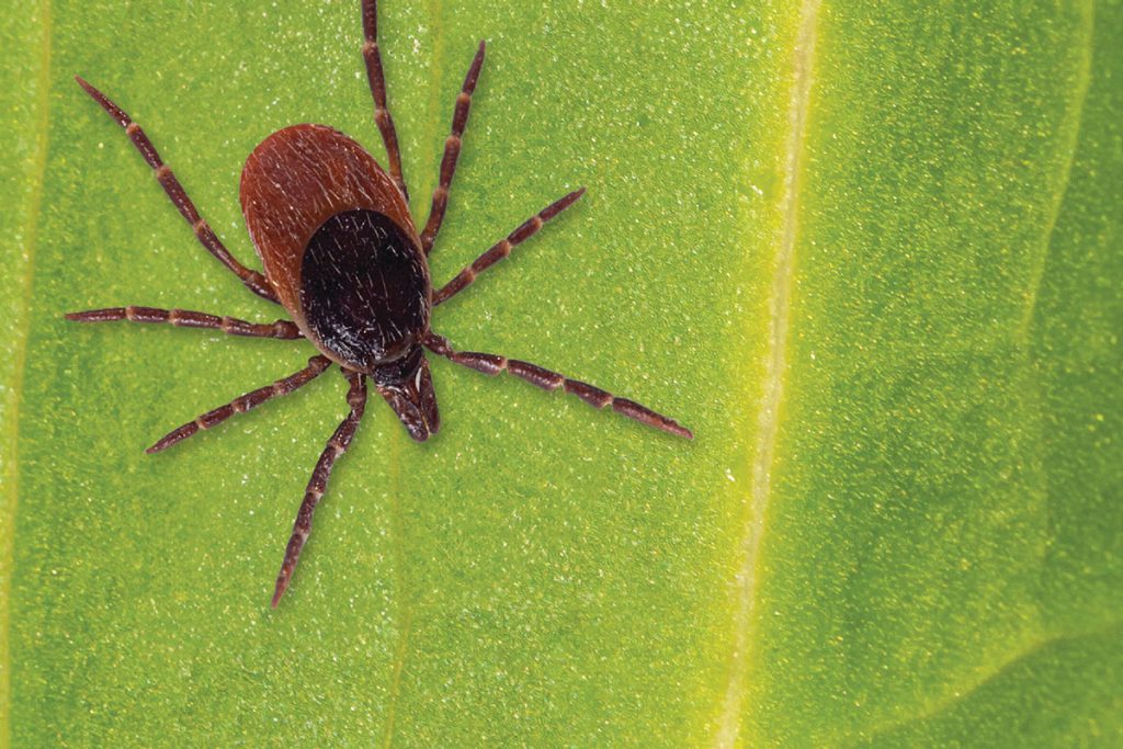 Lyme Disease: A Look at Challenges and Treatments in Delaware
