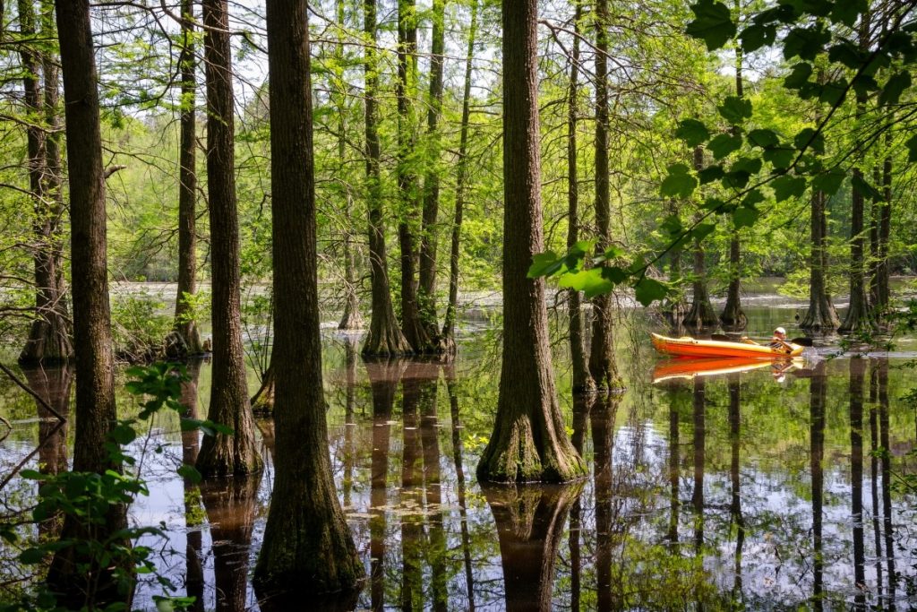 Trap Pond State Park Is a Top Camping Destination in Delaware