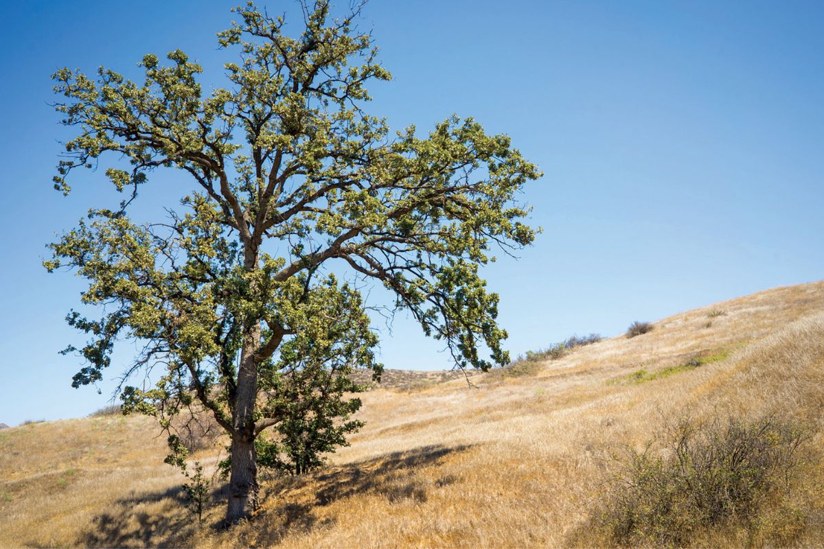 How to Save Trees From Summer Droughts in Delaware