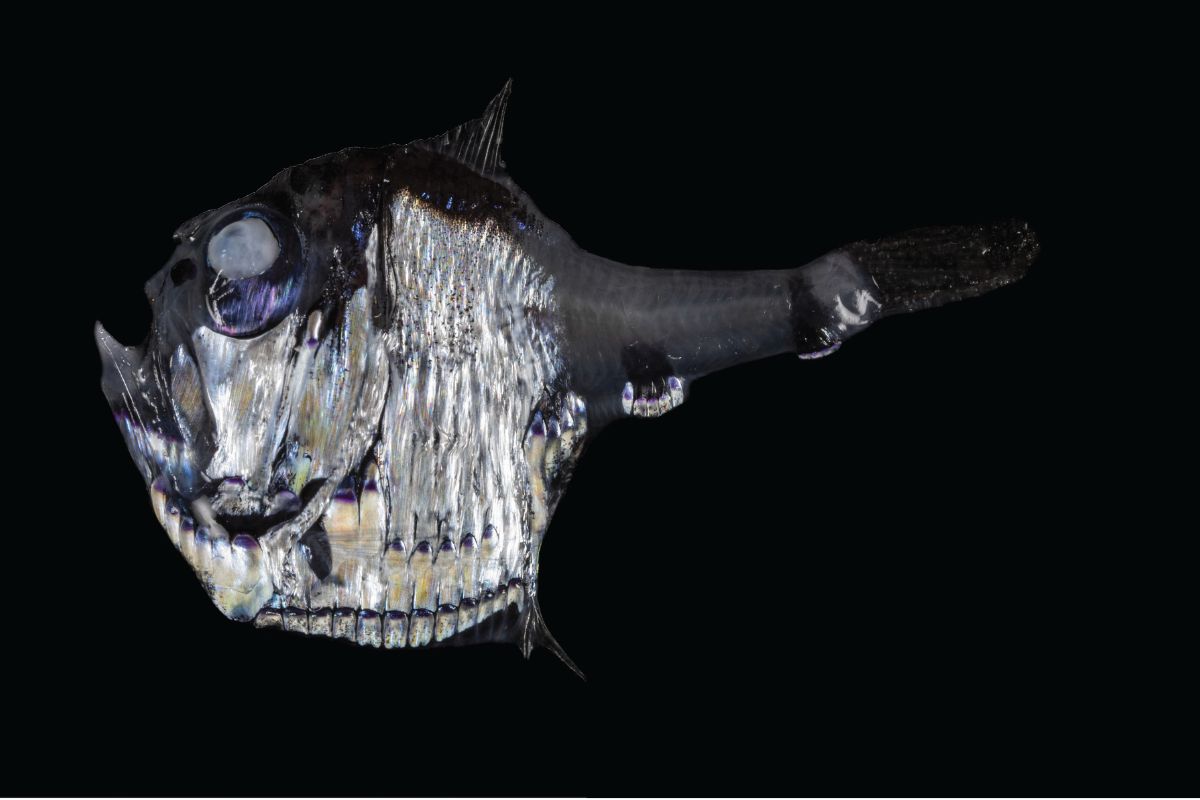 What Lies Beneath the Depths of Delaware's Atlantic Coast?