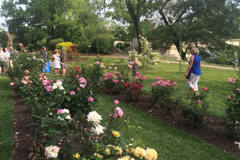 Mark Your Calendar for Wilmington's 10th Annual Rose Garden Party