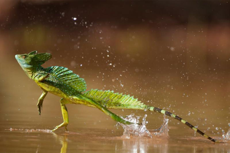 Explore an Exciting World of Dragons at the Delaware Museum of Natural ...