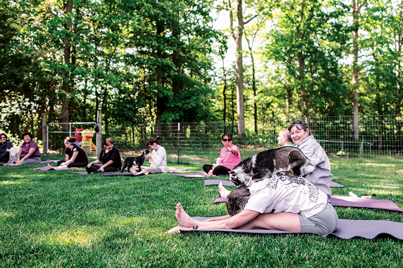 Tiny Goats and Outdoor Yoga Make a Popular Pairing at this Harbeson Farm