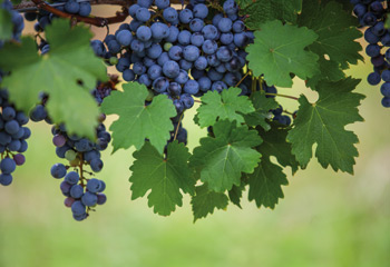 Wines and Wineries in Delaware