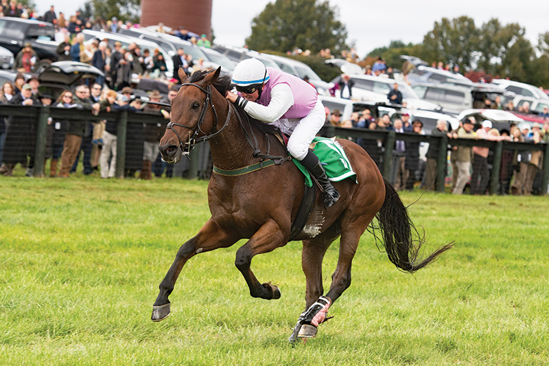 Meet Five Steeplechase Icons