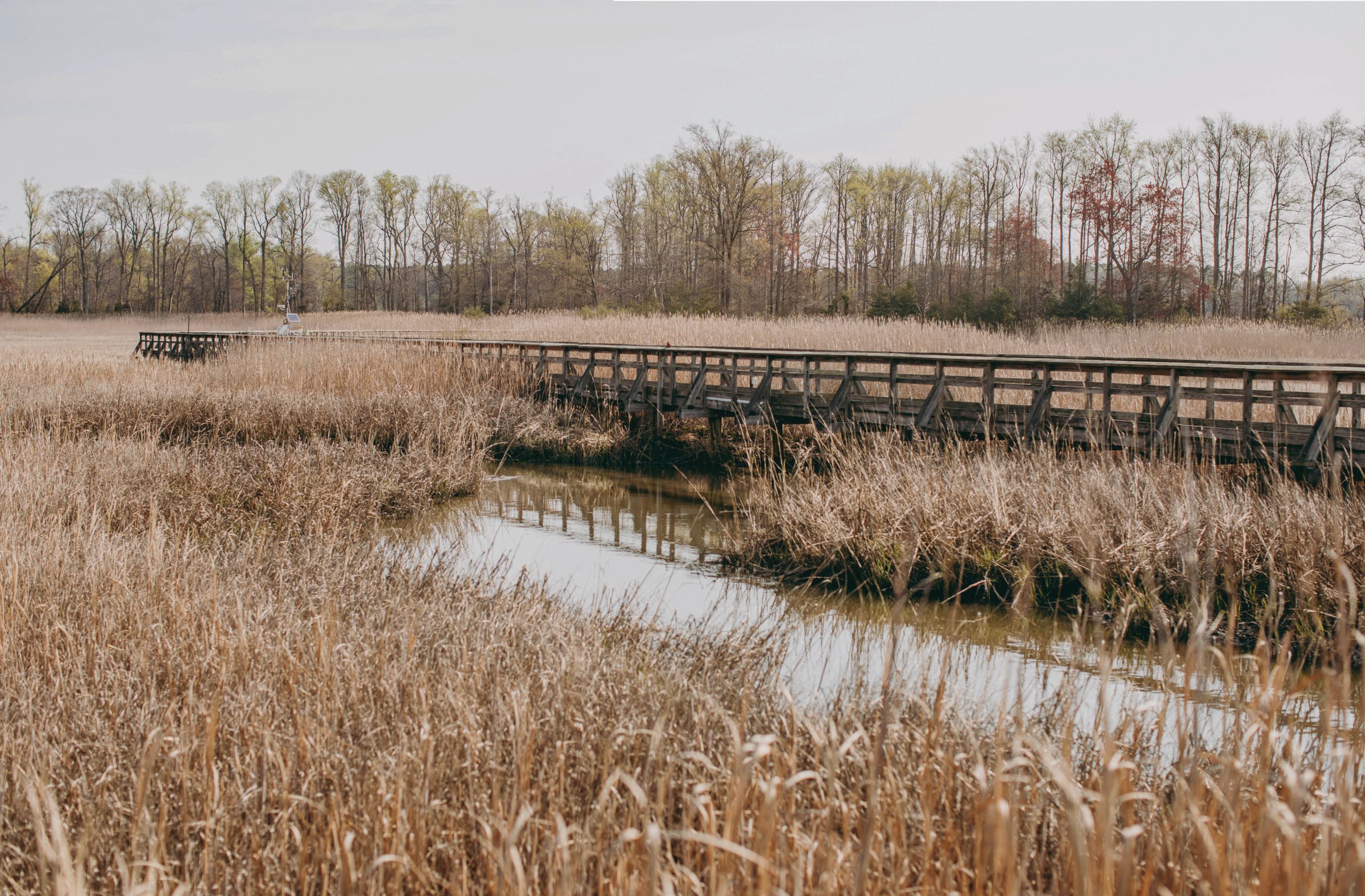 The Wetlands of Delaware Are Crucial for the Local Ecosystem