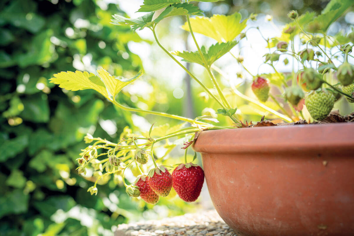 Learn How to Grow Crops in Small Spaces With These Gardening Tips