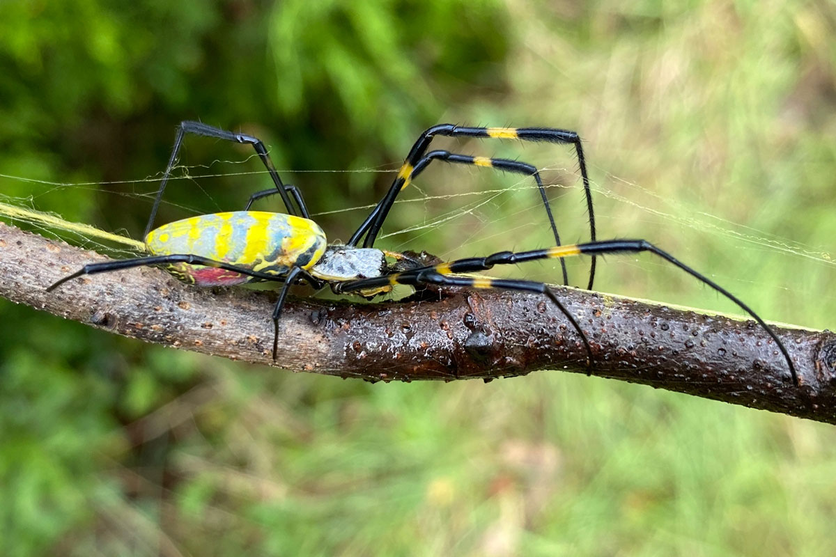 Joro Spiders Could Land in Delaware This Summer