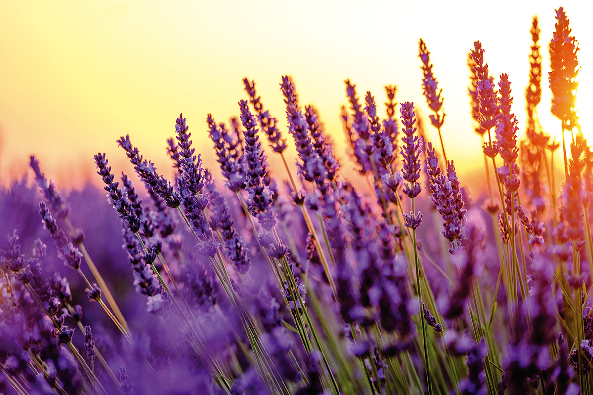 A Milton Lavender Field to Add to Your Post-Quarantine Bucket List
