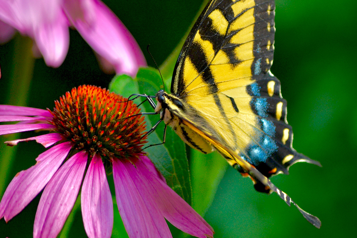 Native Butterfly Species to Look Out for on the Delmarva Peninsula