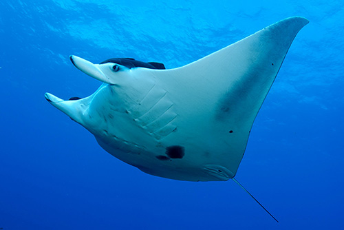 The Delaware Children's Museum Introduces the Touch Tank